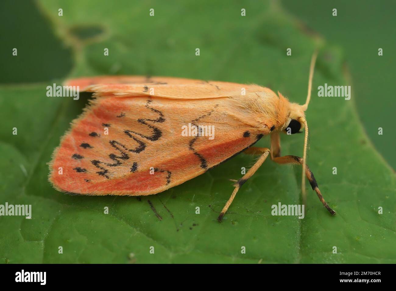 Rosy footman moth hi-res stock photography and images - Alamy
