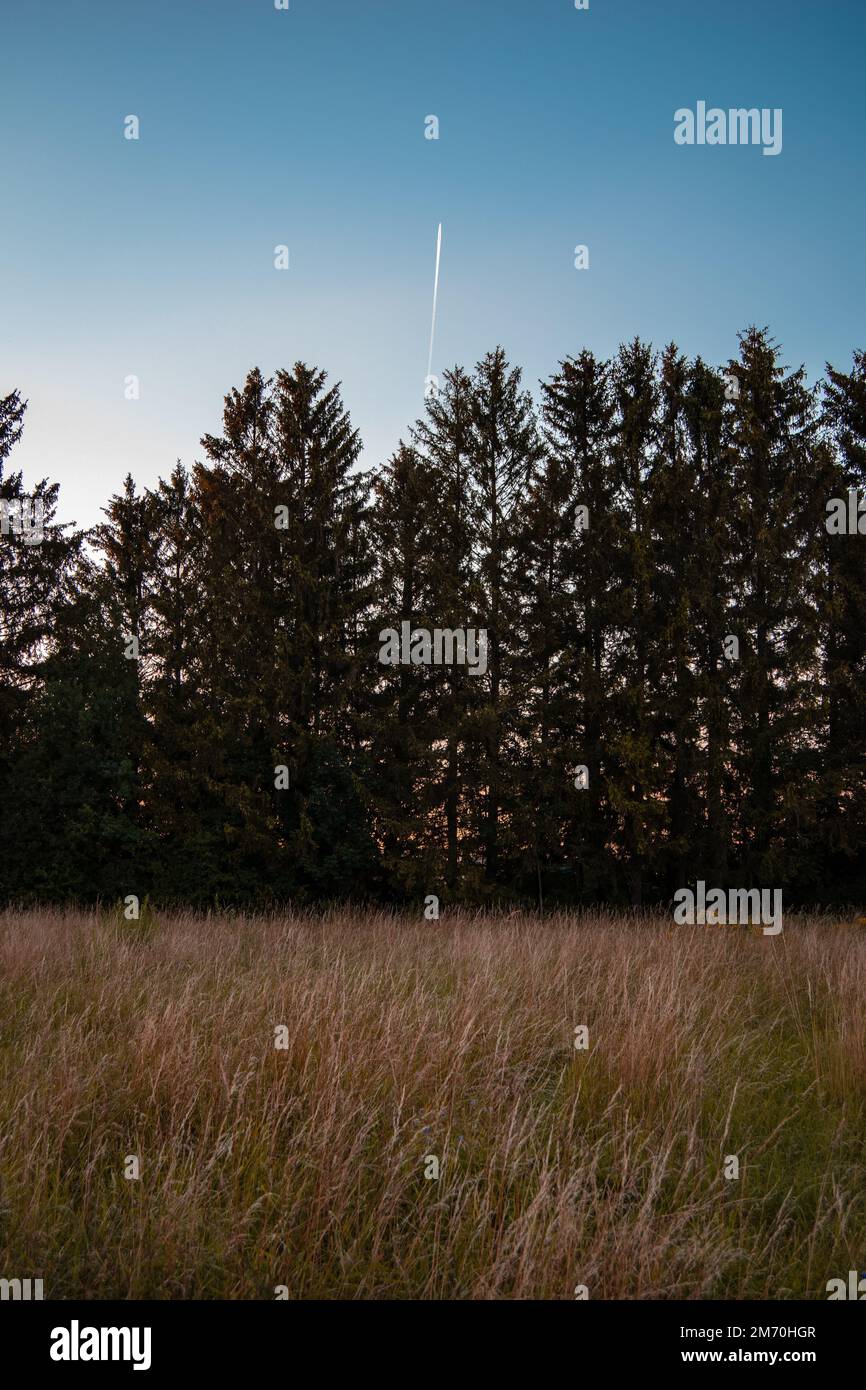 A shooting star behind the spruce tree forest, vertical shot Stock ...
