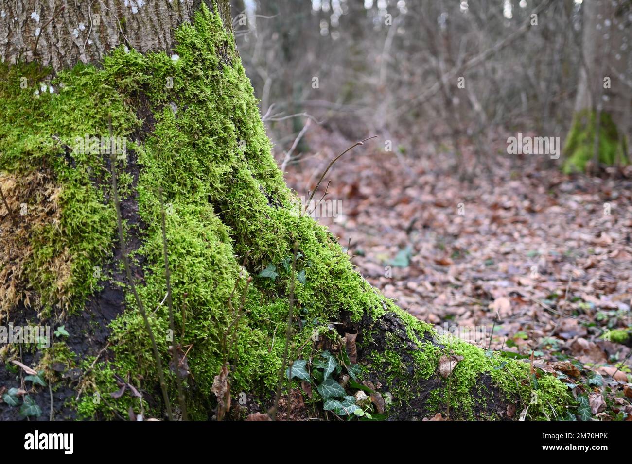 Mosses and Lichens Stock Photo - Alamy
