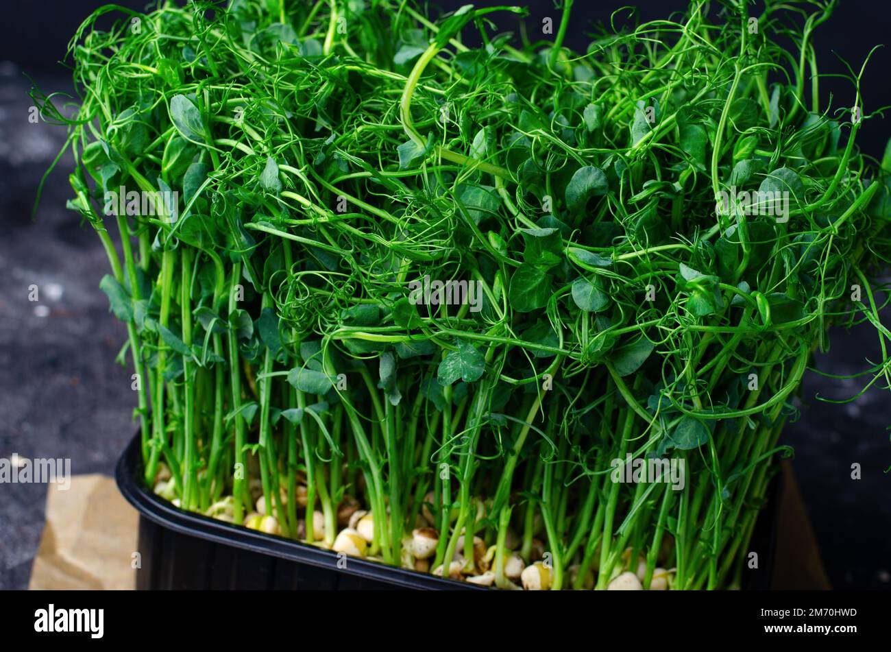 Organic pea sprouts in a Container, Microgreen, Healthy Eating, Dark ...