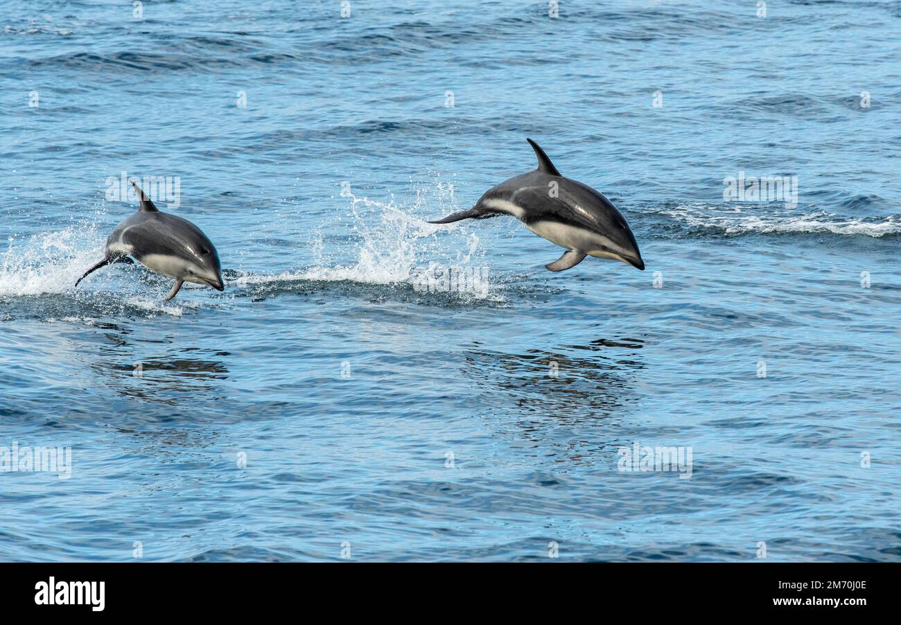 Beagle channel dolphins hi-res stock photography and images - Alamy
