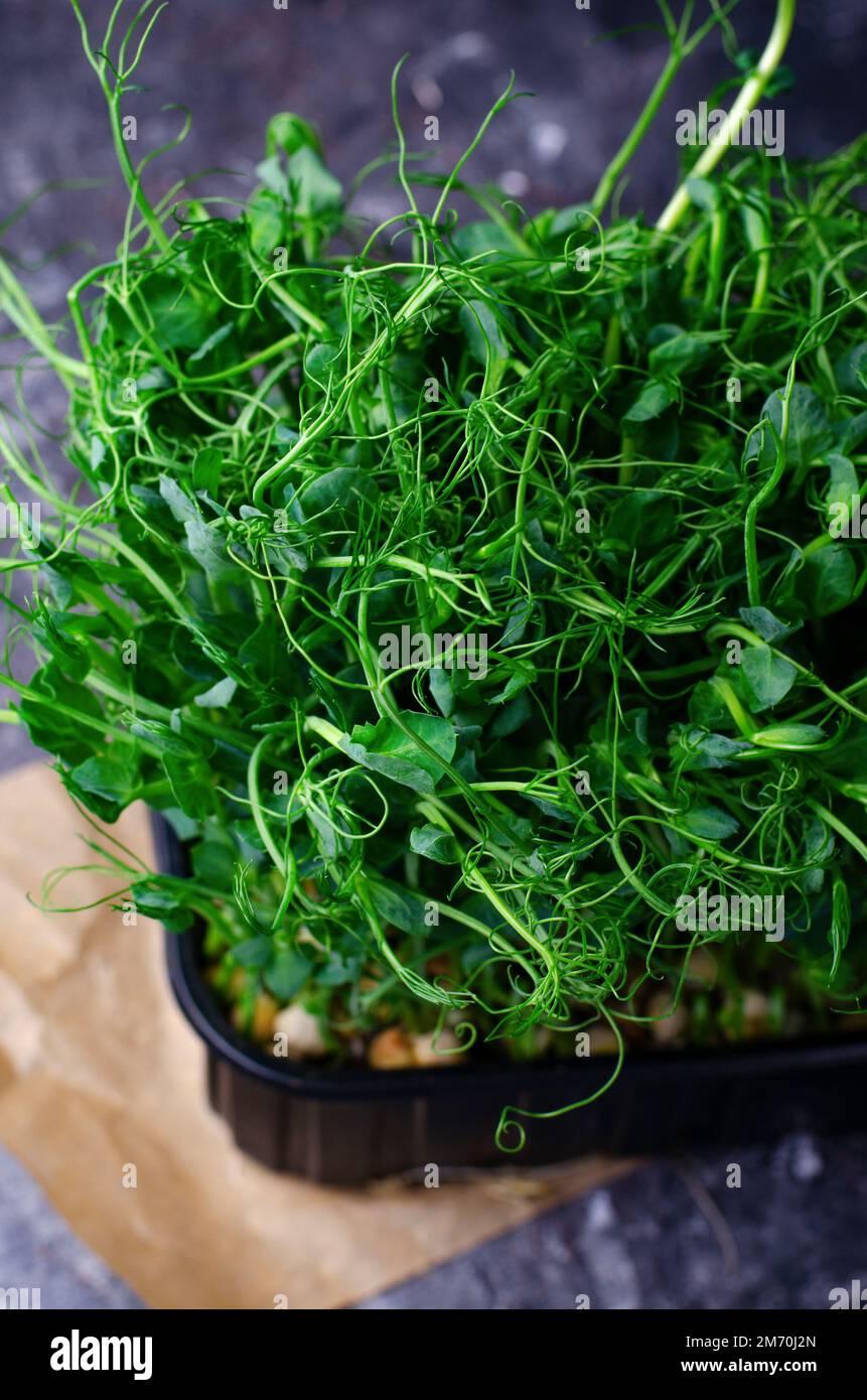 Organic pea sprouts in a Container, Microgreen, Healthy Eating, Dark ...
