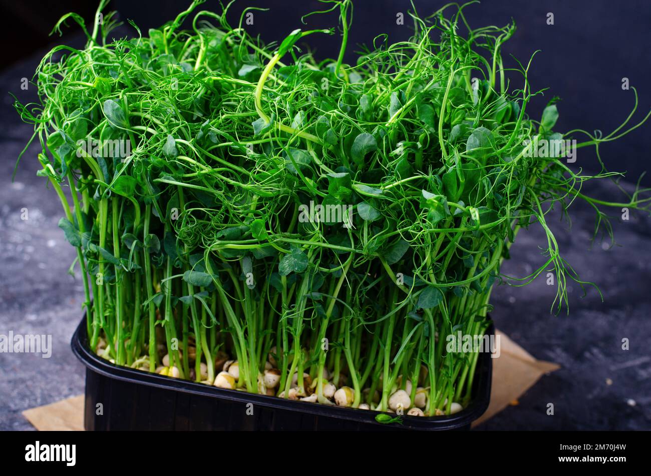 Organic pea sprouts in a Container, Microgreen, Healthy Eating, Dark ...