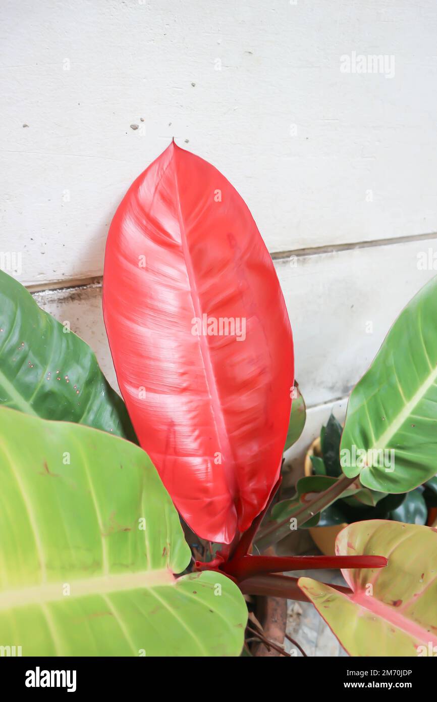 Philodendron sunlight ,Philodendron plant or red leaf or red plant ...