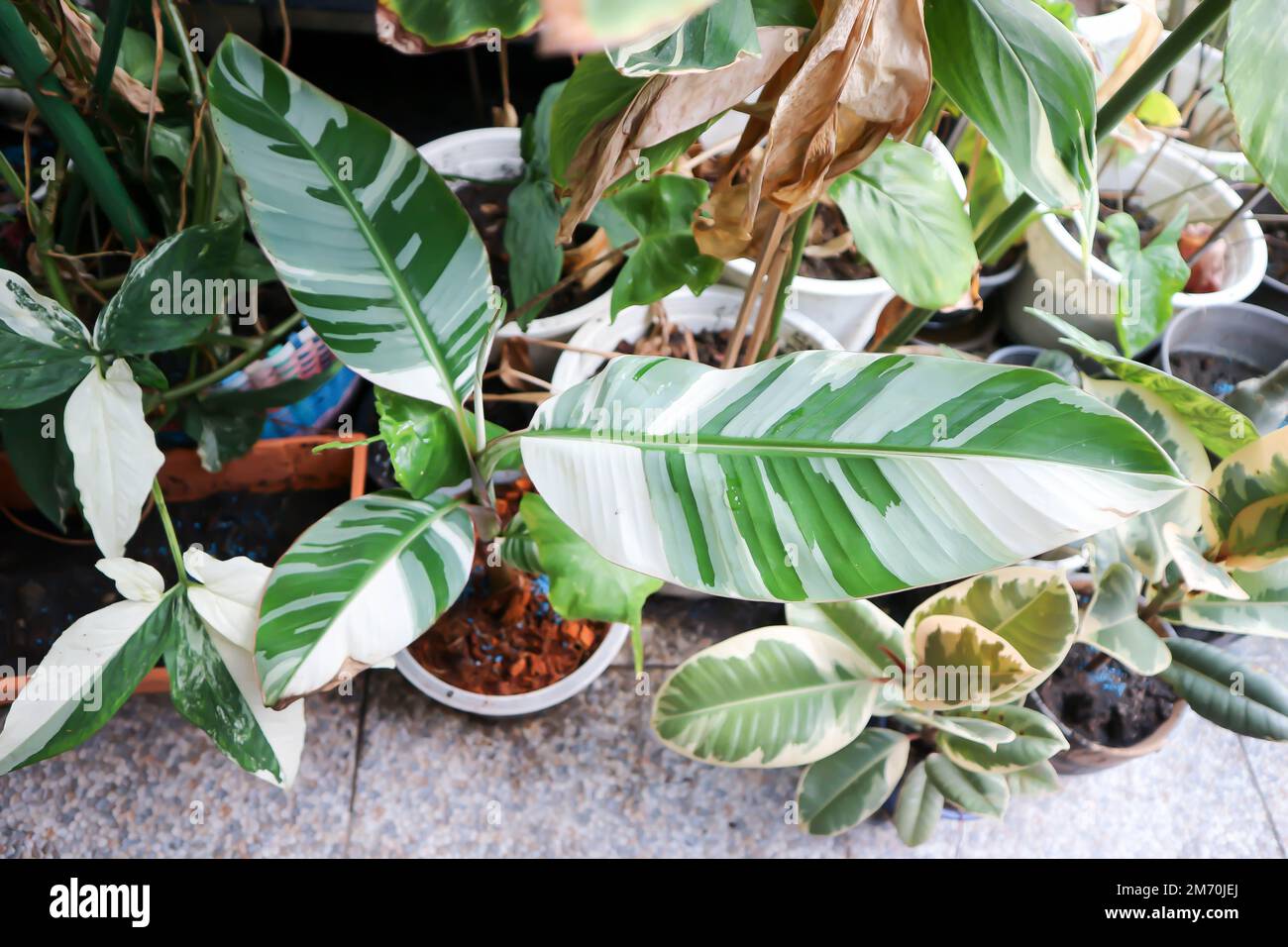 ureo striata , Florida strain or Heliconia indica Lam or Musa, Musa sp ...