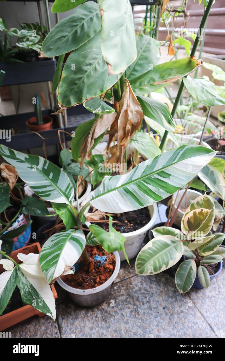 ureo striata , Florida strain or Heliconia indica Lam or Musa, Musa sp ...