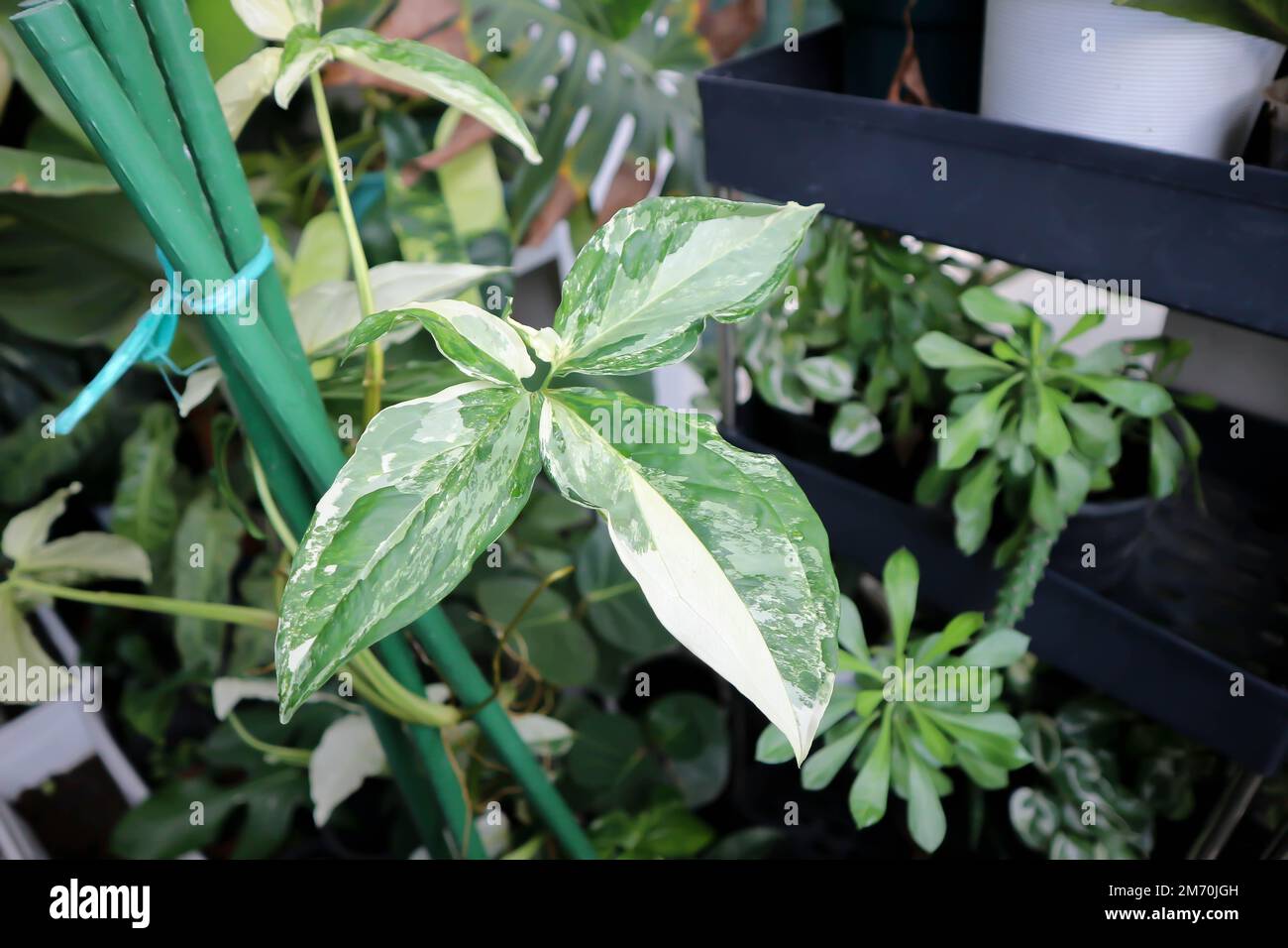 Syngonium podophyllum, Arrowhead Vine or Goosefoot Plant or Araceae ...