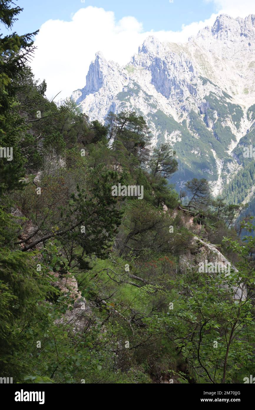 Vegetation on a Slope in an extreme Sloping position Stock Photo - Alamy