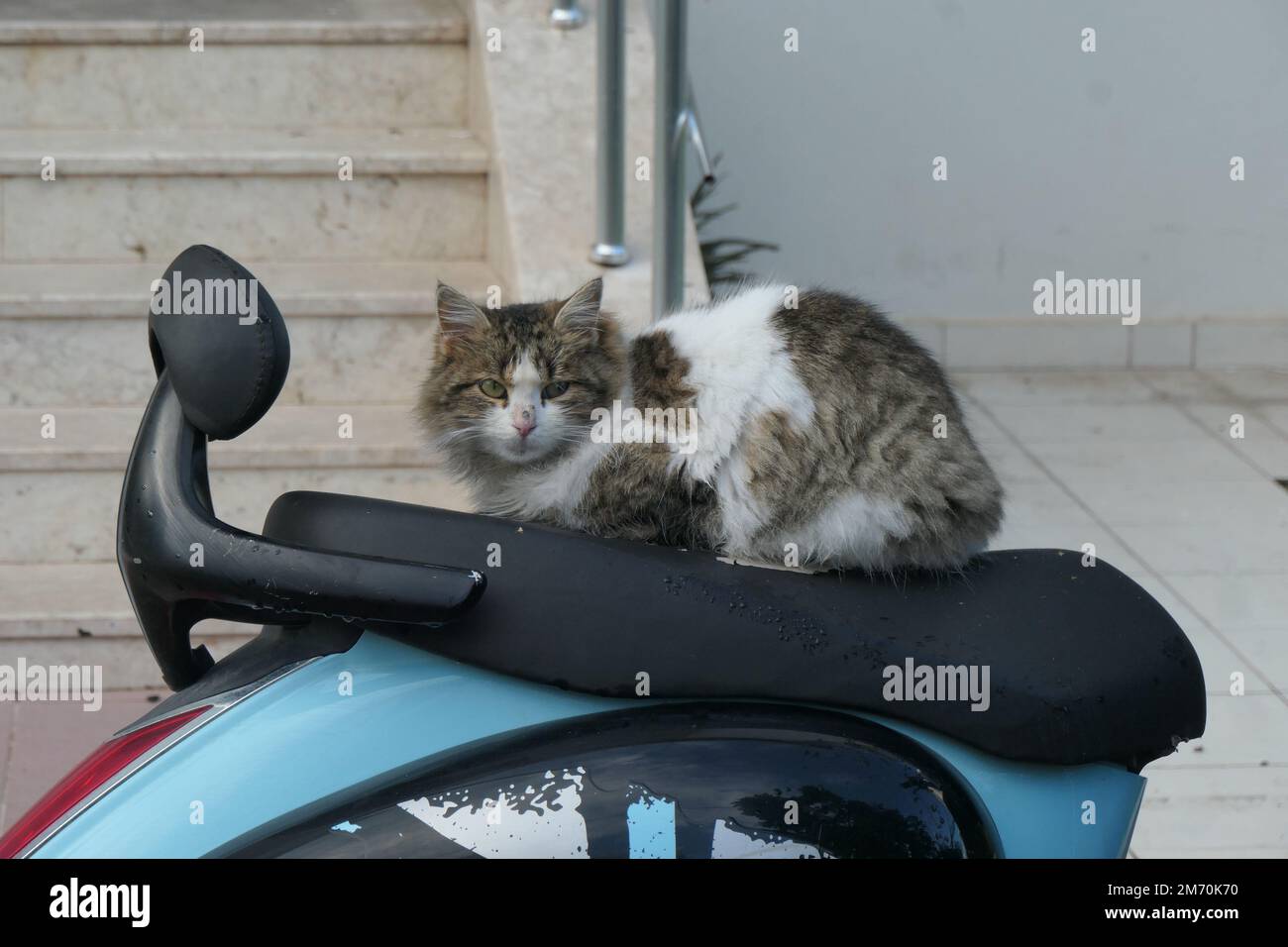 The cat sitting comfortably on the scooter Stock Photo - Alamy