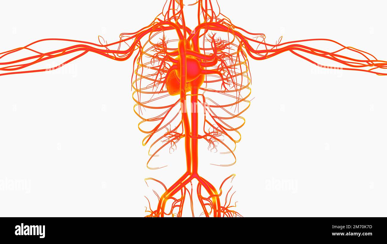 Human heart circulatory system anatomy for medical concept 3D ...