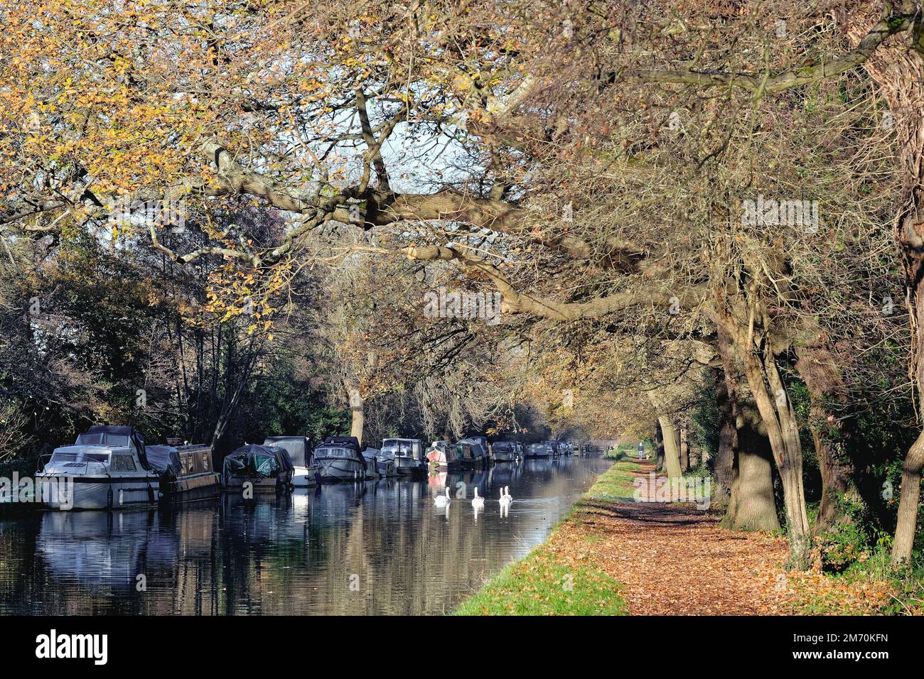 Canalside swans hi-res stock photography and images - Alamy