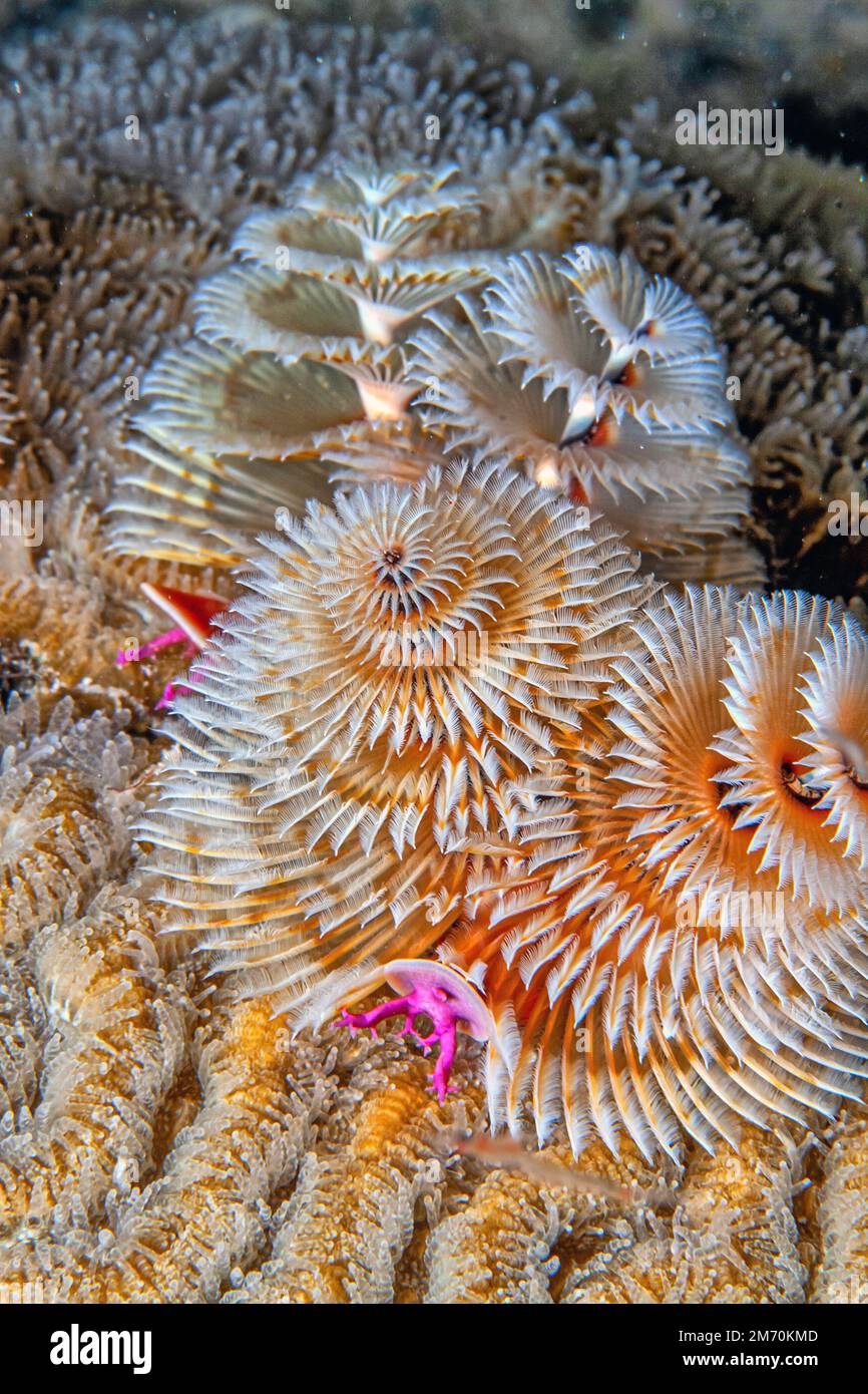 Spirobranchus giganteus, commonly known as Christmas tree worms, are ...