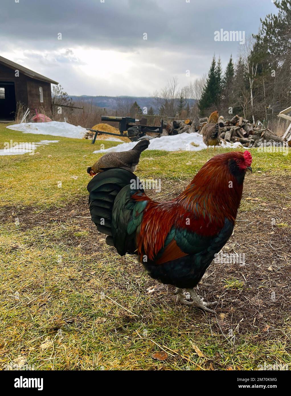 chicken.Gallus gallus domesticus is a domesticated junglefowl species ...