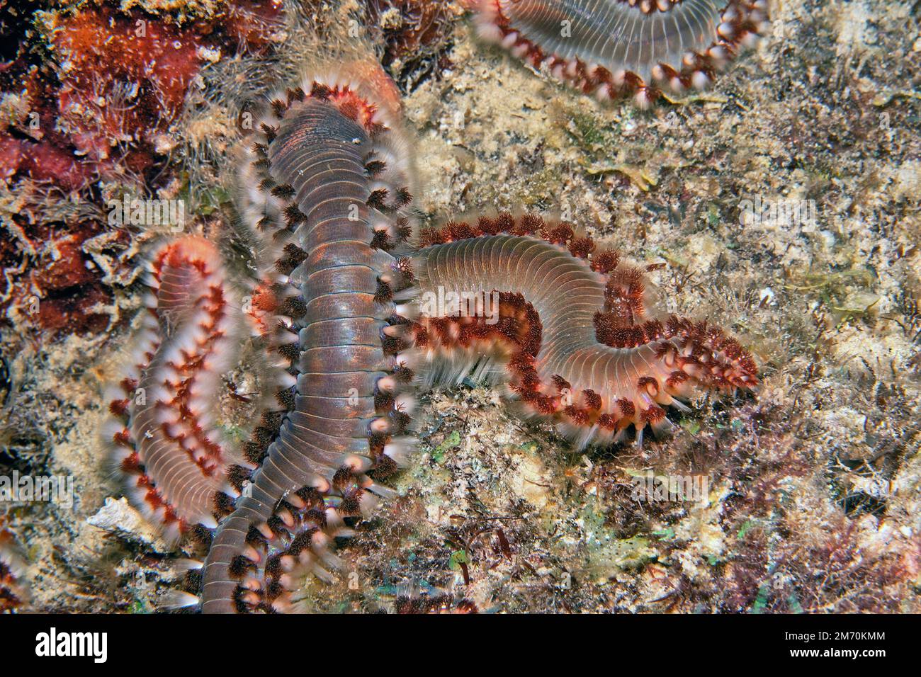 Hermodice carunculata, the bearded fireworm, is a type of marine ...