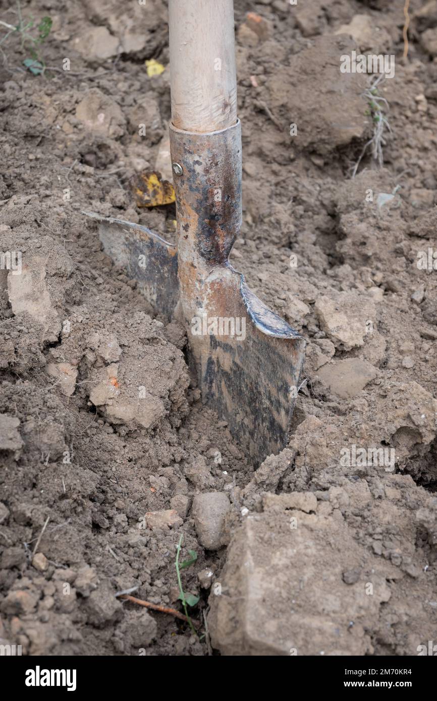Digging operations in a vegetable garden to prepare the land for spring ...