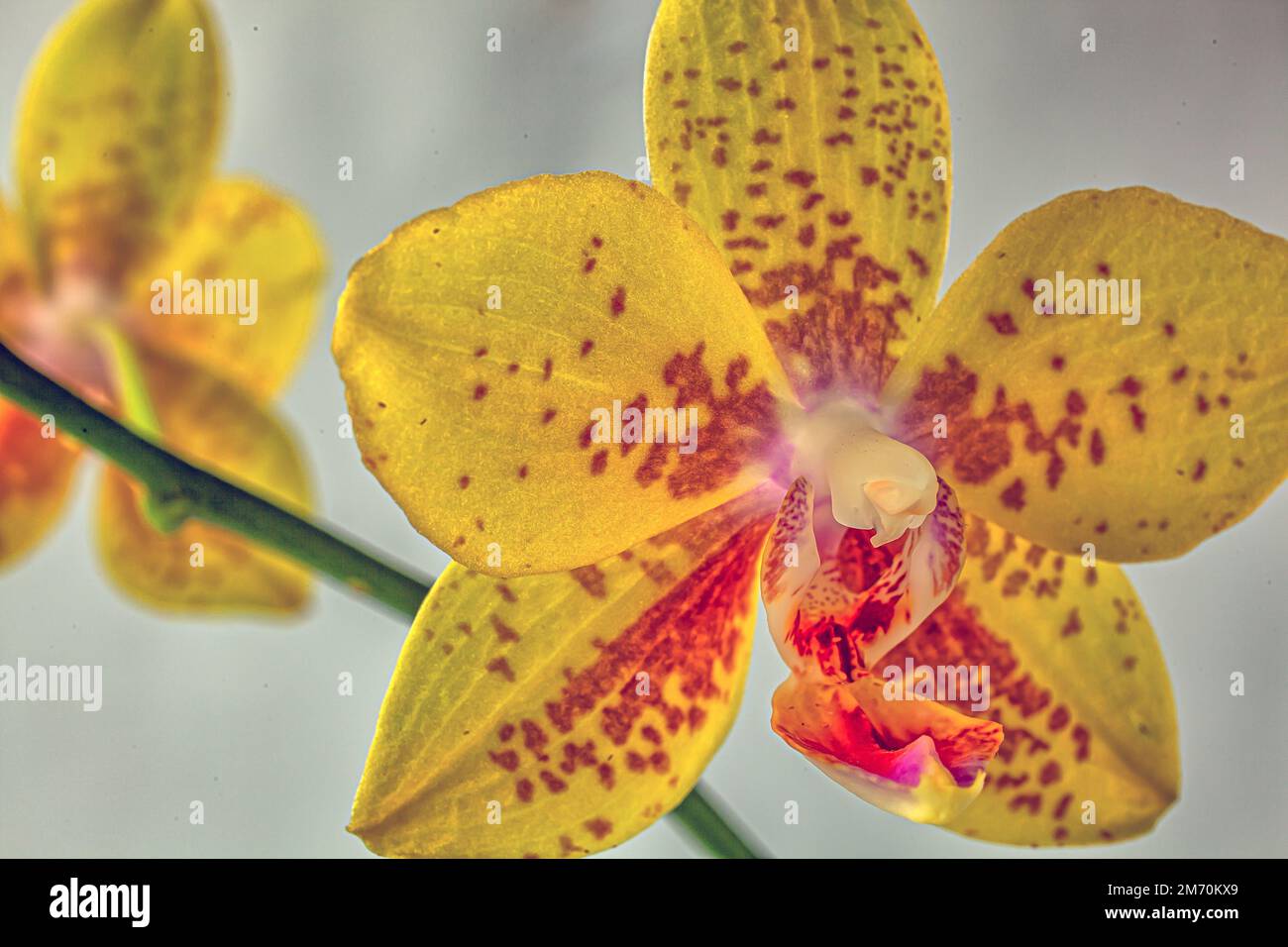 Dendrobium is a genus of mostly epiphytic and lithophytic orchids in ...
