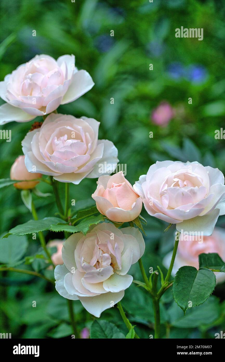 rose is a woody perennial flowering plant of the genus Rosa, in the ...