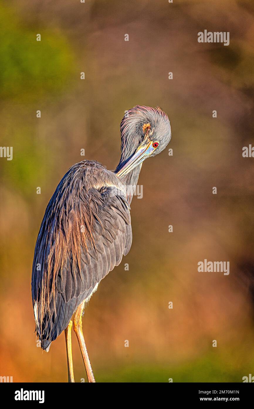 National bird bahamas hi-res stock photography and images - Alamy
