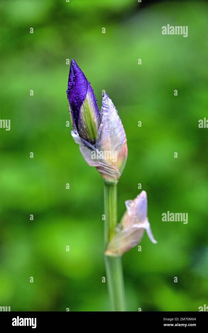 Iris xiphium, commonly known as the Spanish iris Stock Photo - Alamy
