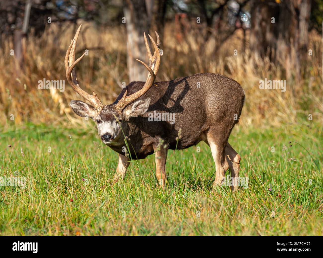 A Mule Deer buck with a large rack forages in an urban field in Canon ...