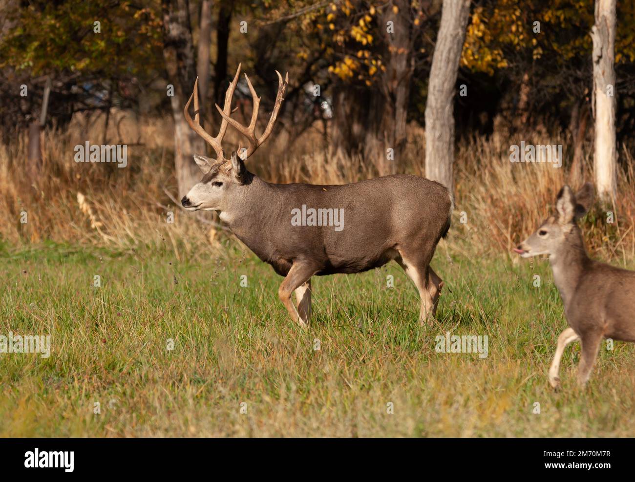 A Mule Deer buck with a large rack forages in an urban field in Canon ...