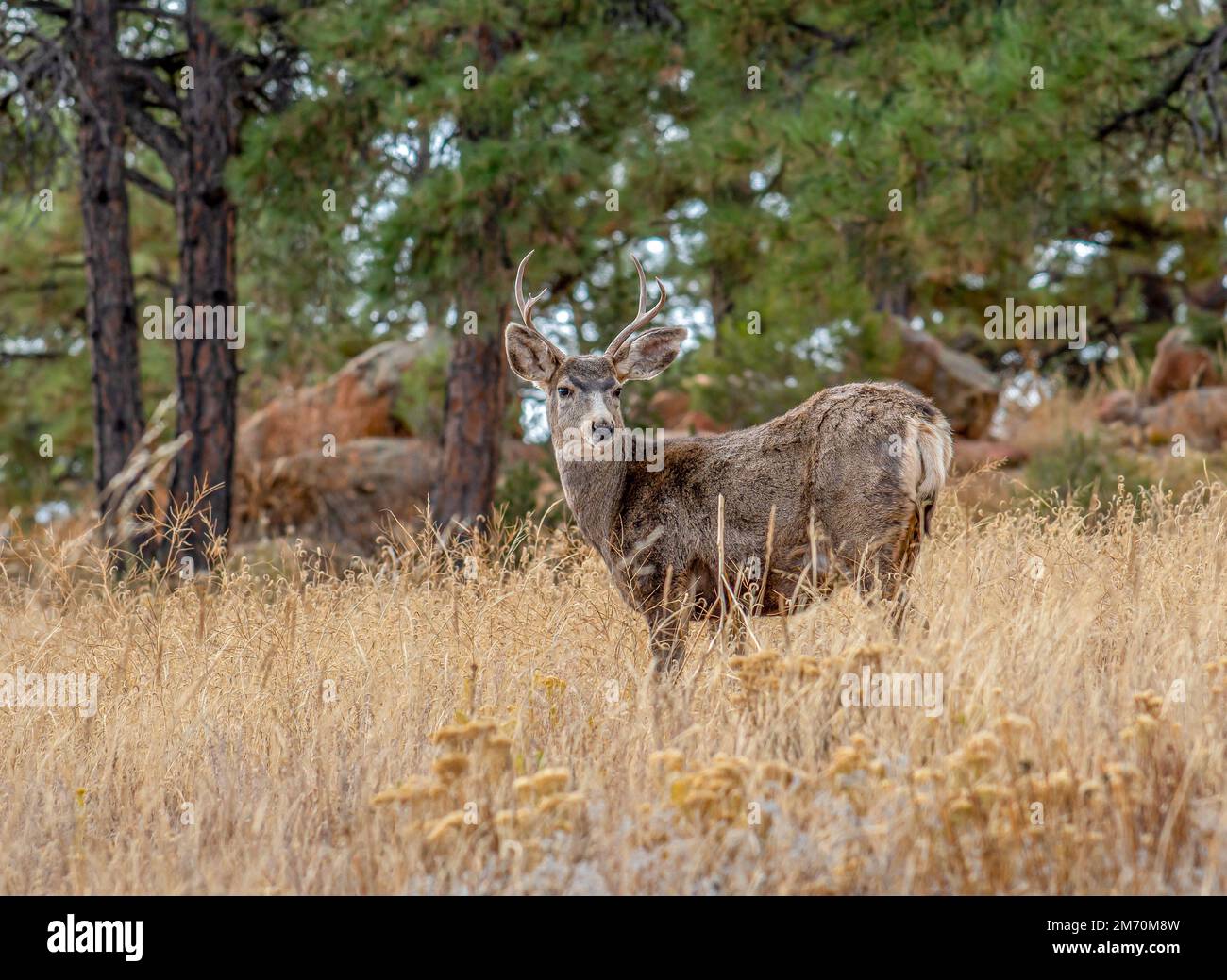 This young Mule Deer buck stands at alert in a grassy field with a ...