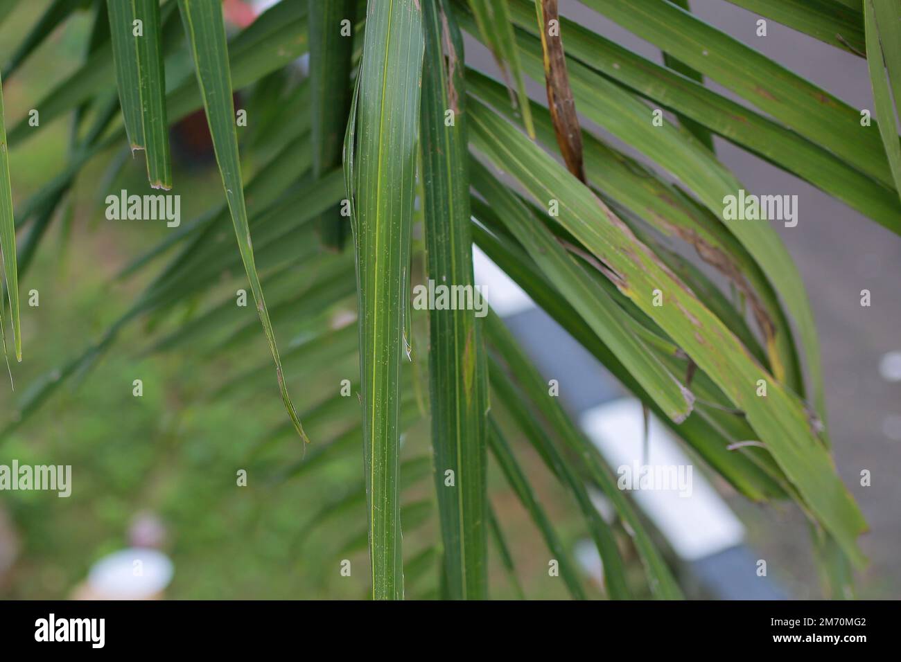 very green leaves in front of the house Stock Photo - Alamy