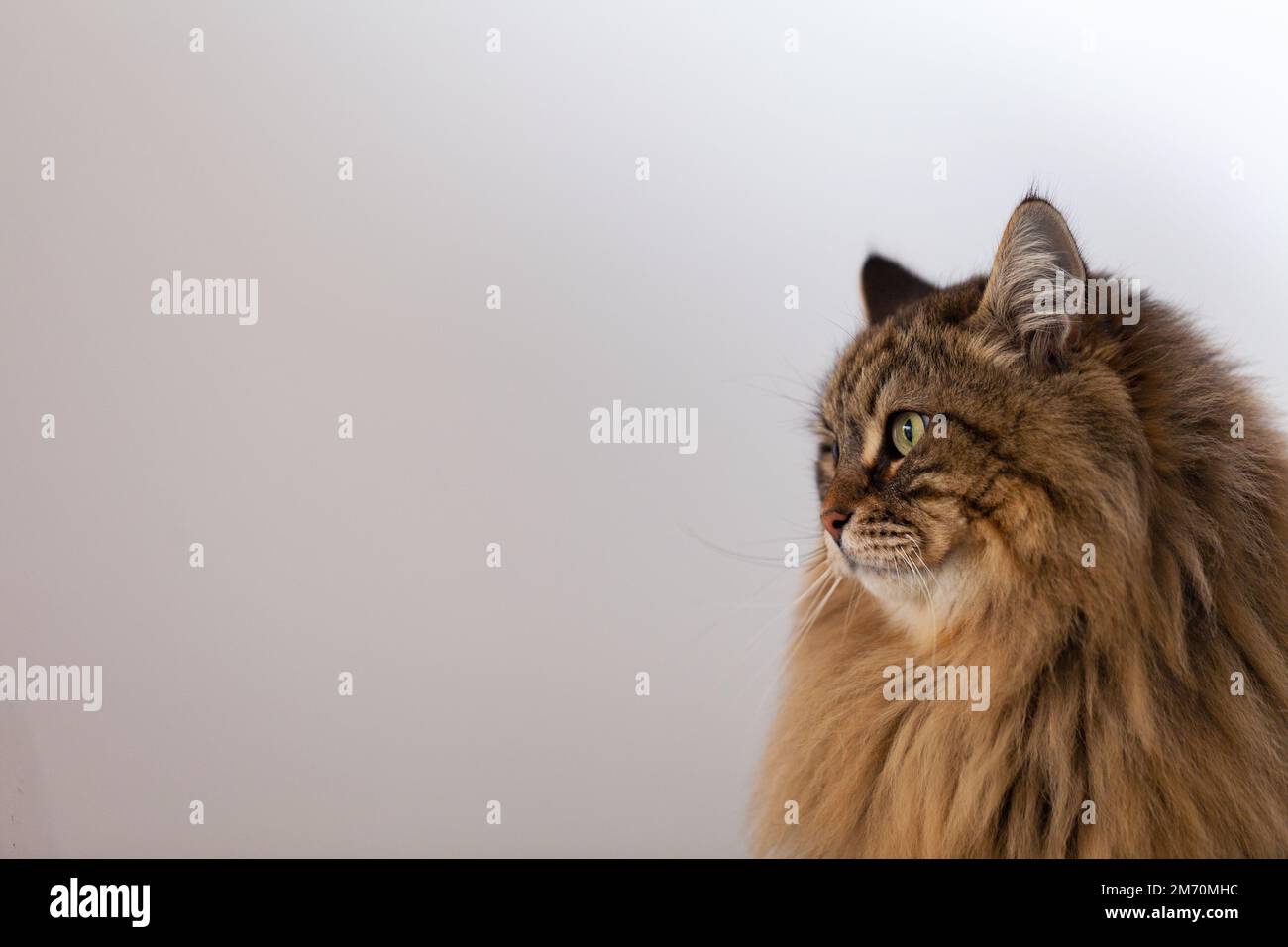 Long haired cat with brown tabby hair, siberian breed Stock Photo - Alamy