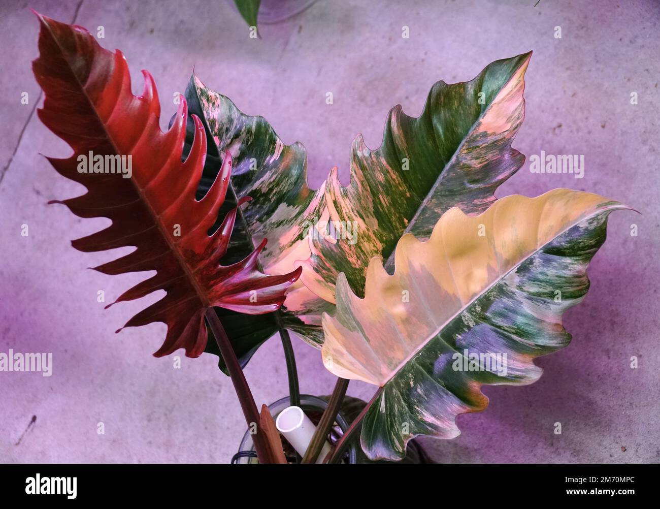 Stunning color and variegated leaves of Philodendron Caramel Marble ...
