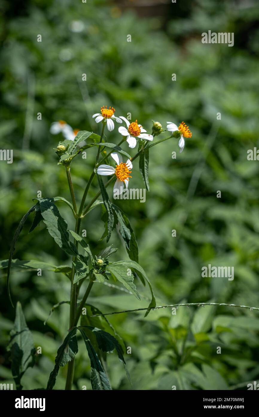 A vertical closeup of black-jack plant growing in a sunlit garden, sunlit blurred background ...