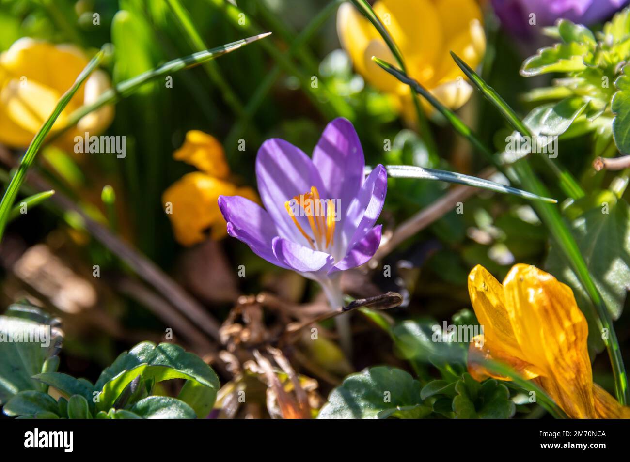 Crocus flowering plants belong to the family Iridaceae comprising of ...