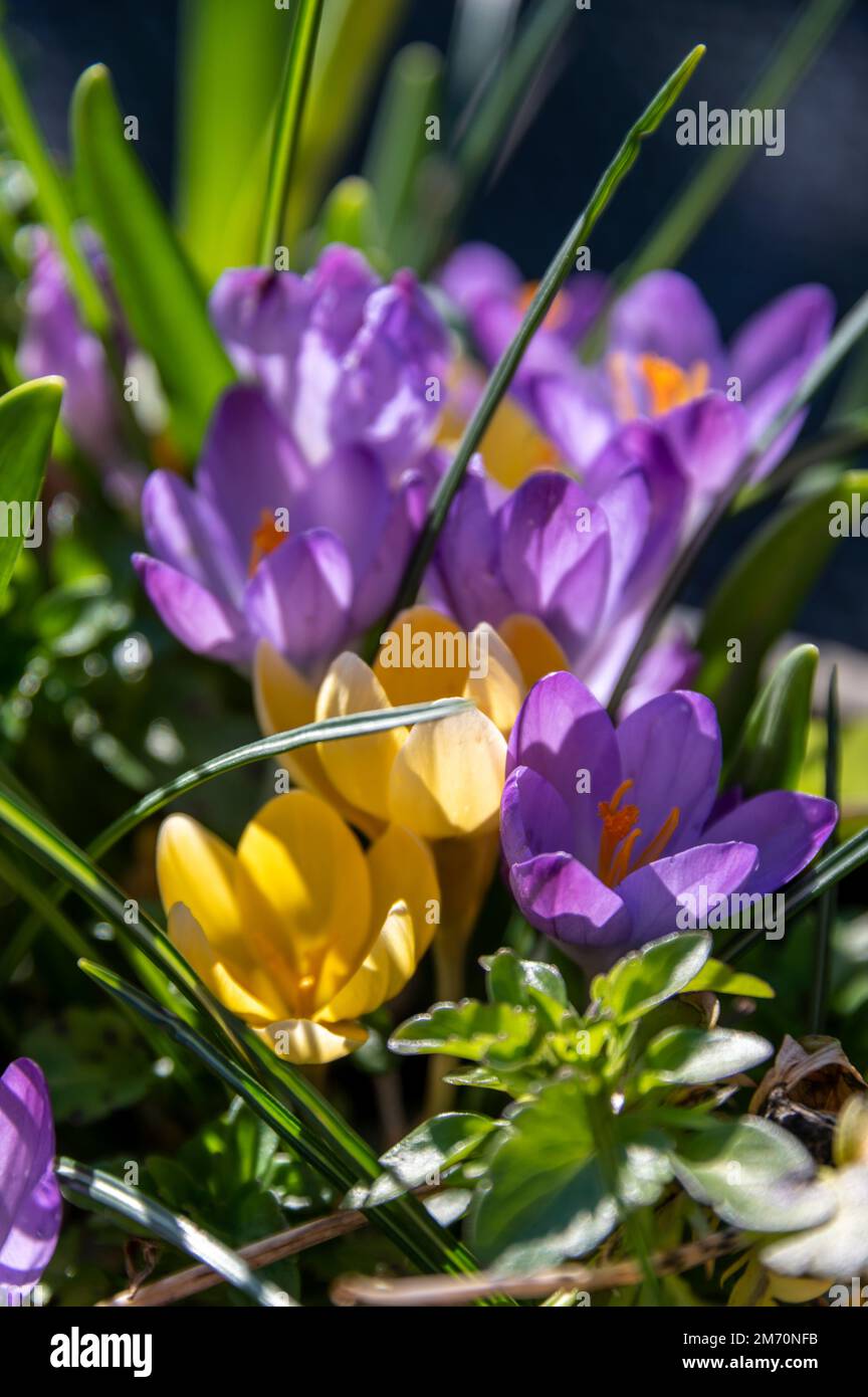 Crocus flowering plants belong to the family Iridaceae comprising of ...