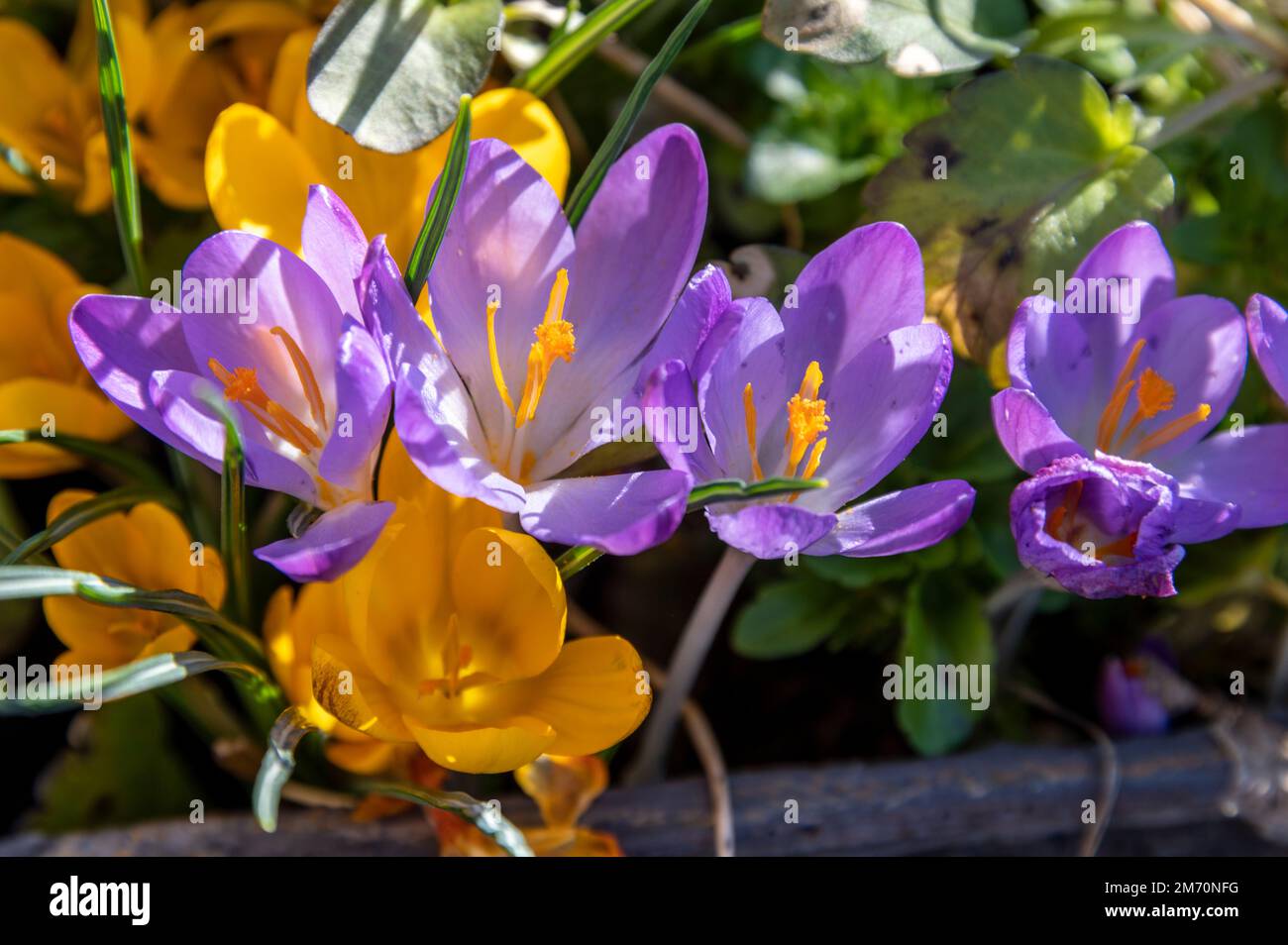 Crocus flowering plants belong to the family Iridaceae comprising of ...