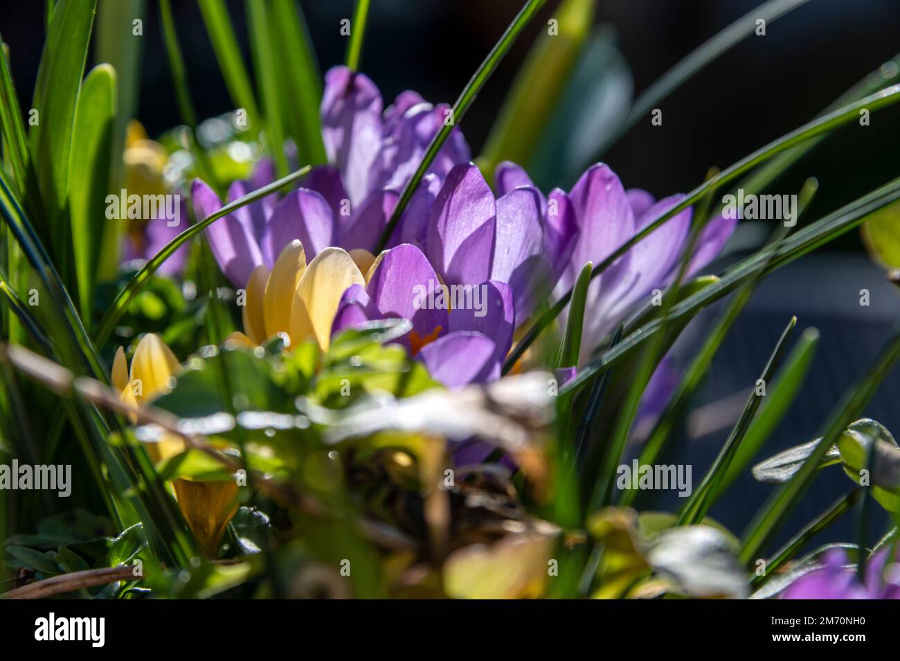 Crocus flowering plants belong to the family Iridaceae comprising of ...