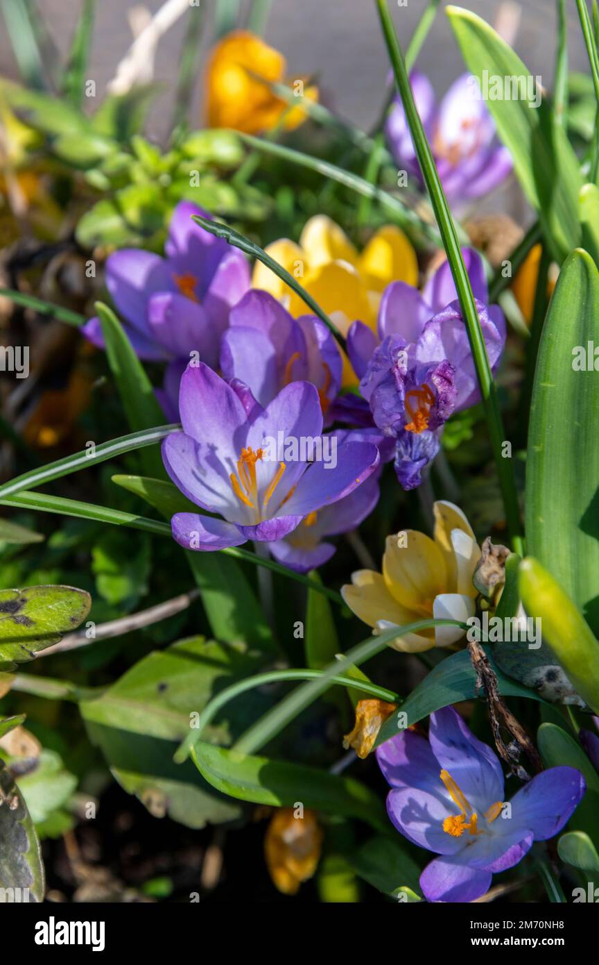 Crocus flowering plants belong to the family Iridaceae comprising of ...