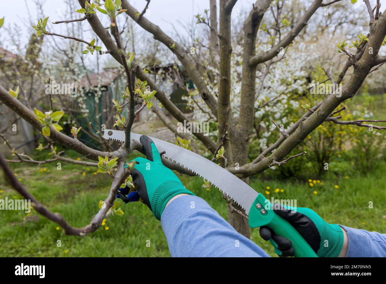 An early spring scene shows men cutting a branch from a fruit tree with ...