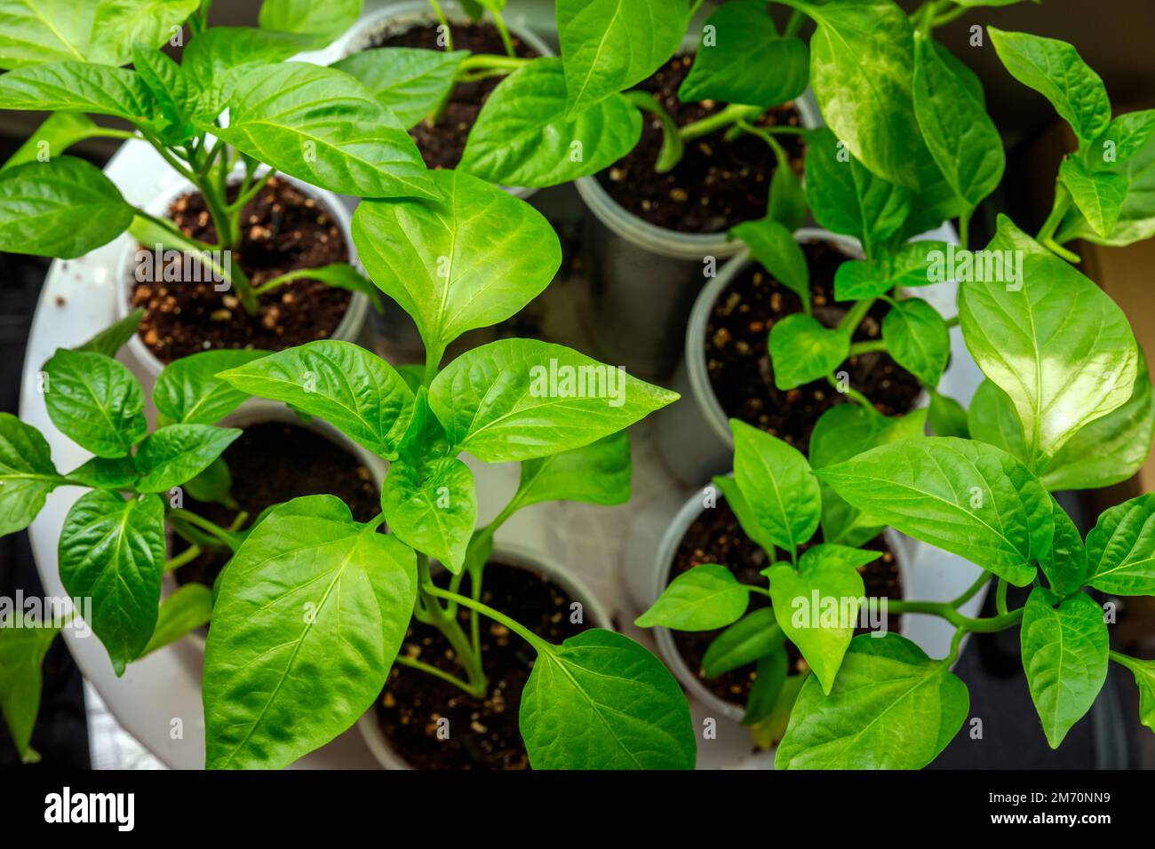 Bell pepper seedlings growing in a plastic cup Stock Photo - Alamy