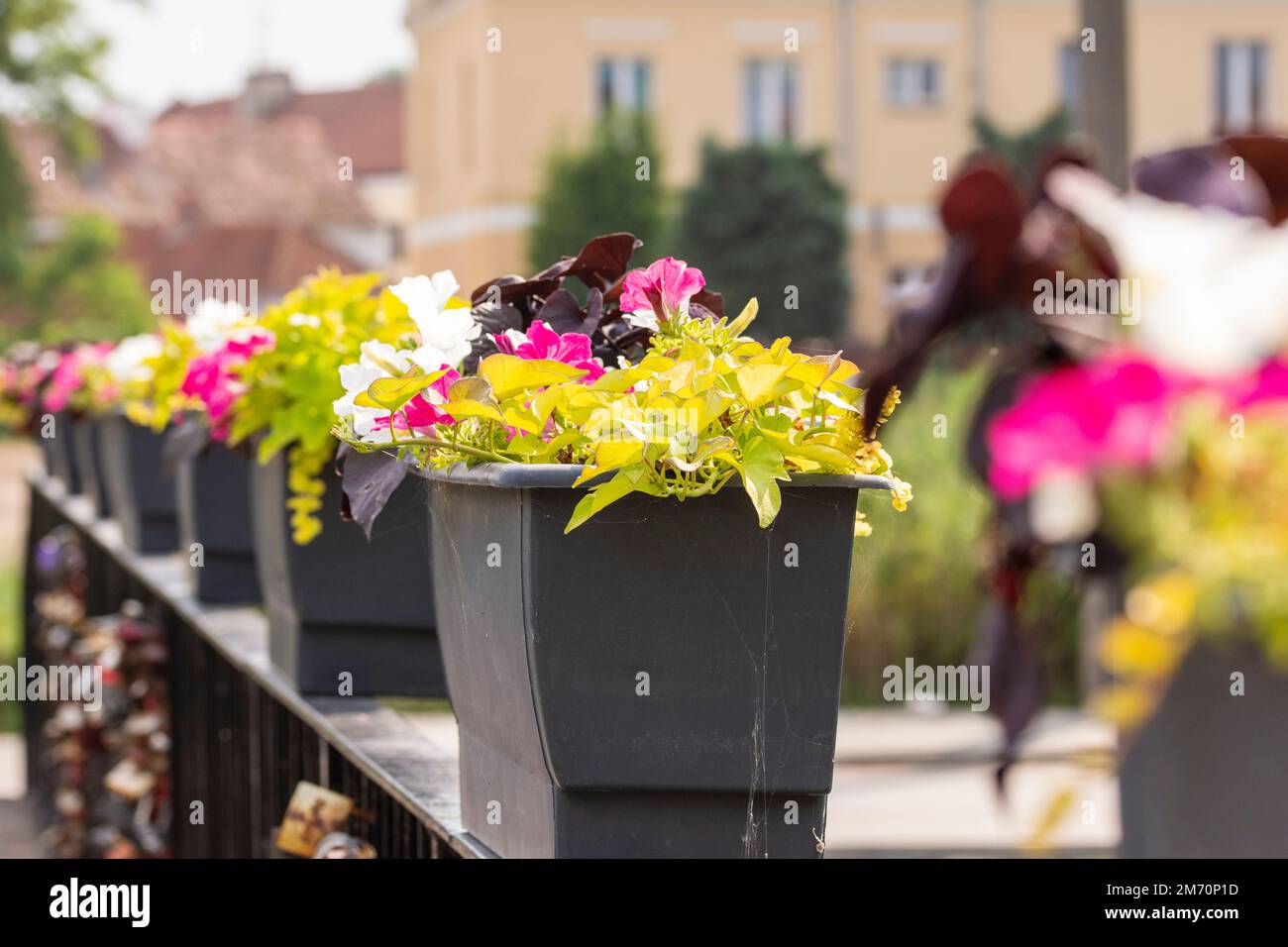 Colorful flowers on a hot summer day in a pot hanging on the railing of ...