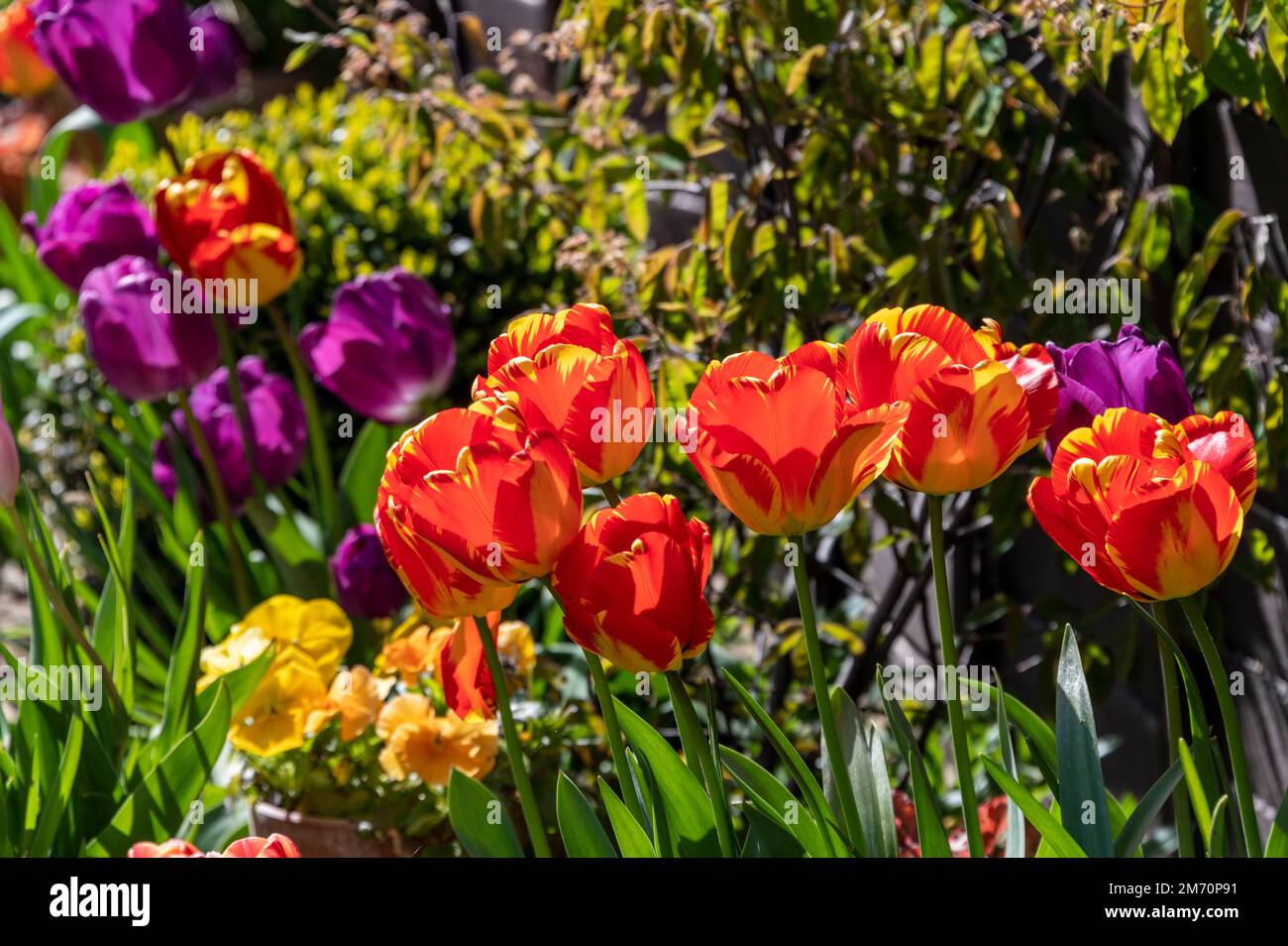 During Springtime, tulips spring to life in a blaze of many colours in ...