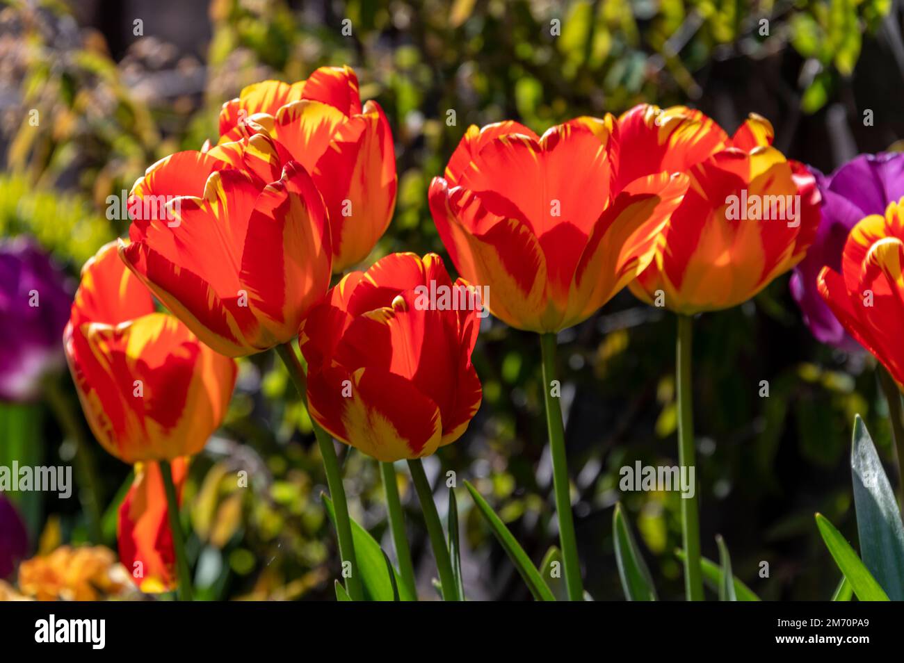 During Springtime, tulips spring to life in a blaze of many colours in ...