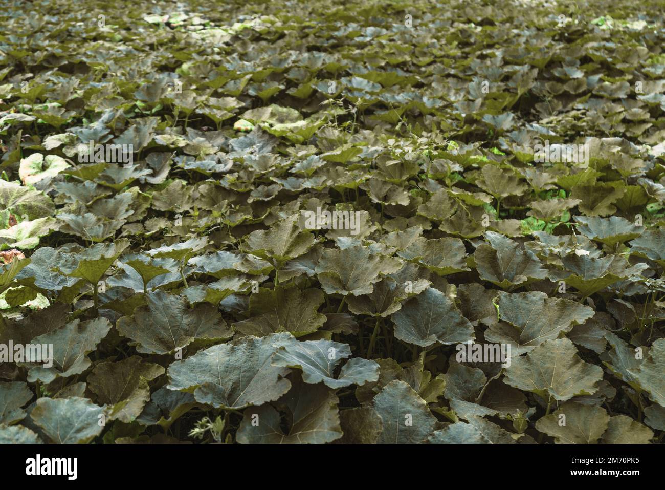 An agricultural farm field planted with gourds with big green leaves ...