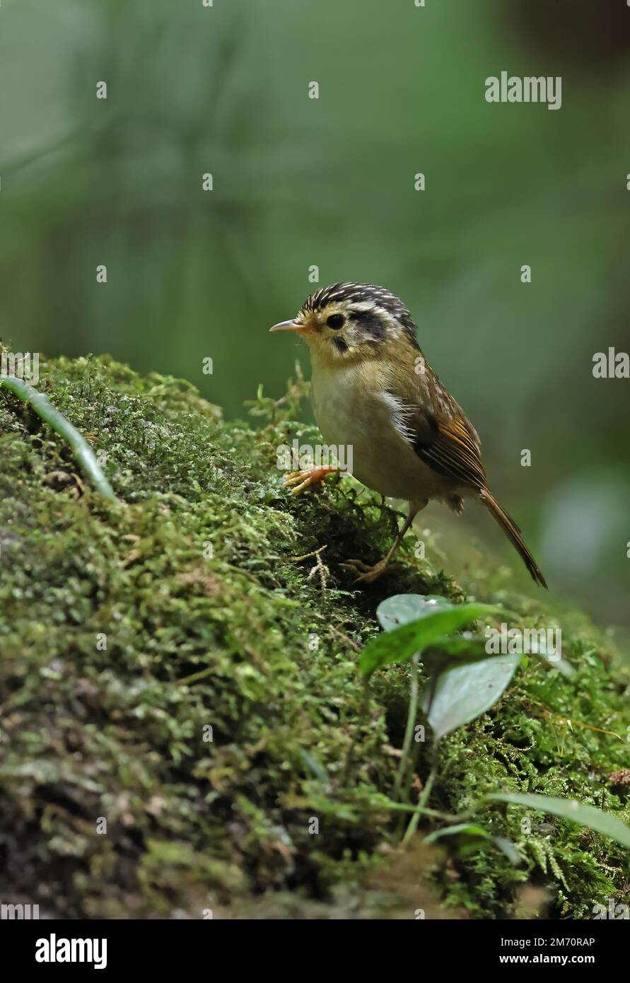 Black-crowned Fulvetta (Schoeniparus klossi) adult standing on mossy ...