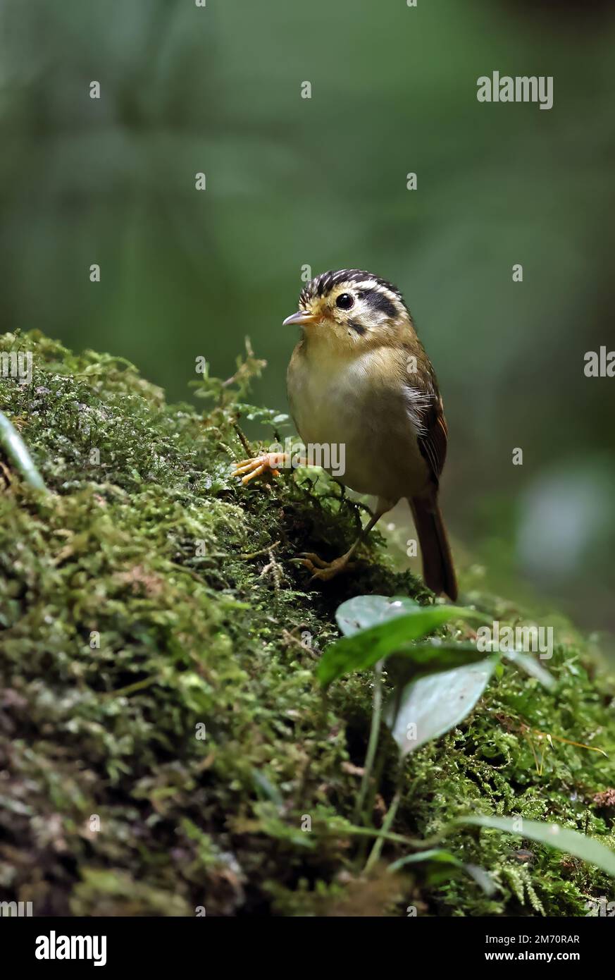 Black-crowned Fulvetta (Schoeniparus klossi) adult standing on mossy ...