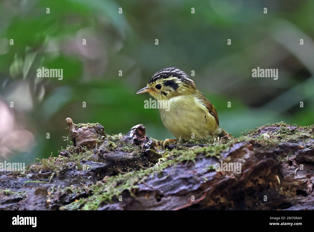 Black-crowned Fulvetta (Schoeniparus klossi) adult standing on mossy ...