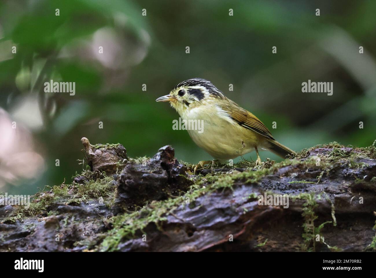 Black-crowned Fulvetta (Schoeniparus klossi) adult standing on mossy ...
