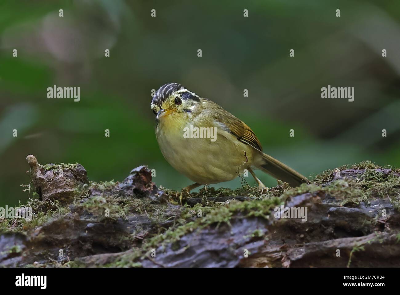 Da lat vietnam hi-res stock photography and images - Alamy