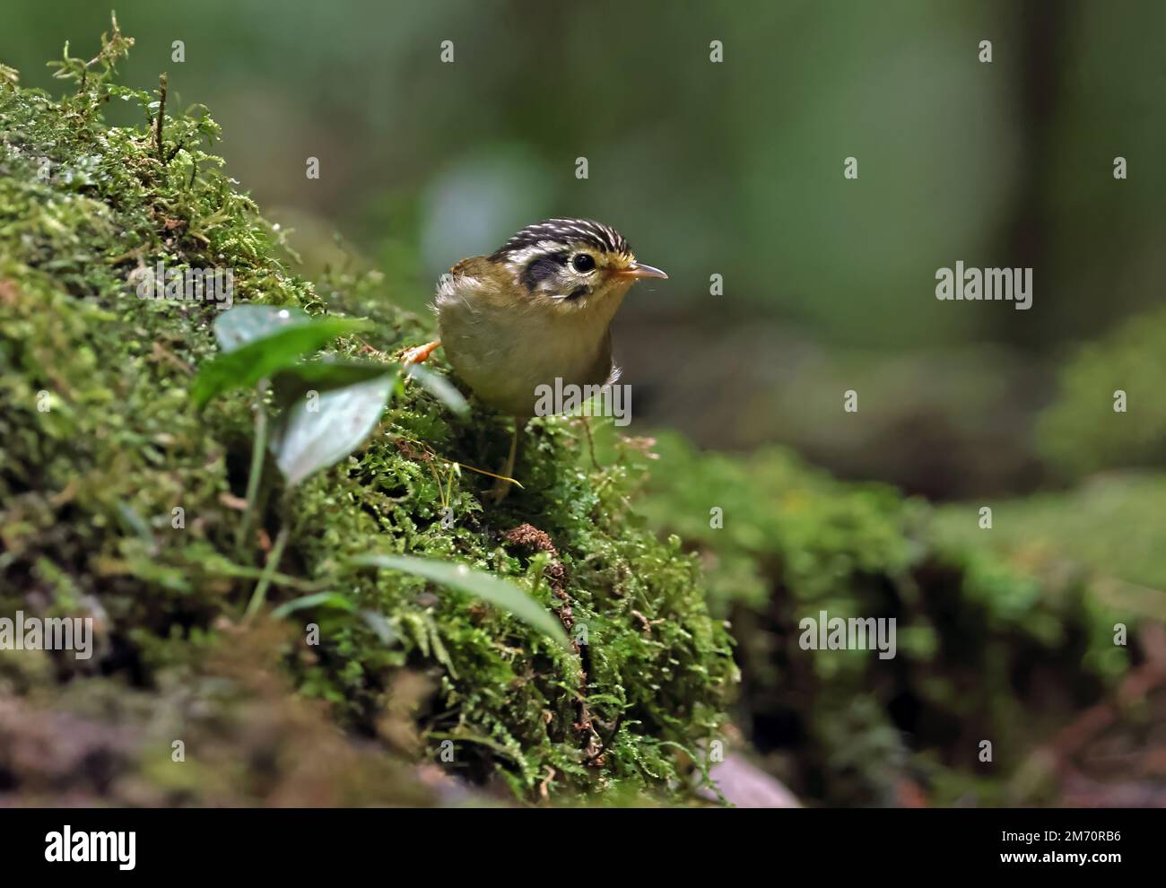 Black-crowned Fulvetta (Schoeniparus klossi) adult standing on mossy ...