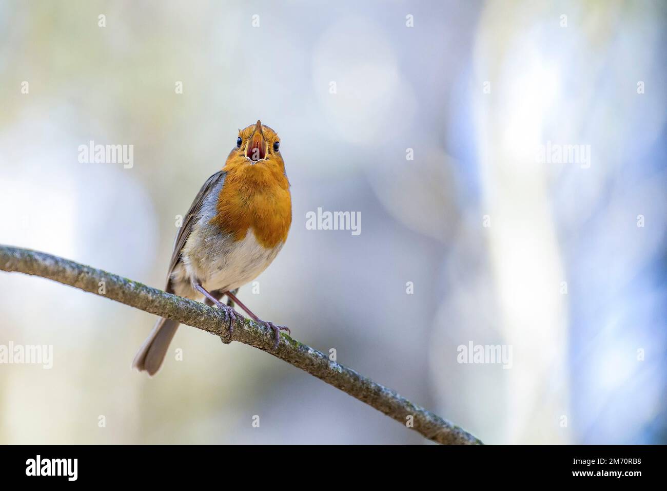 European robin (Erithacus rubecula), singing in spring on a tree branch ...