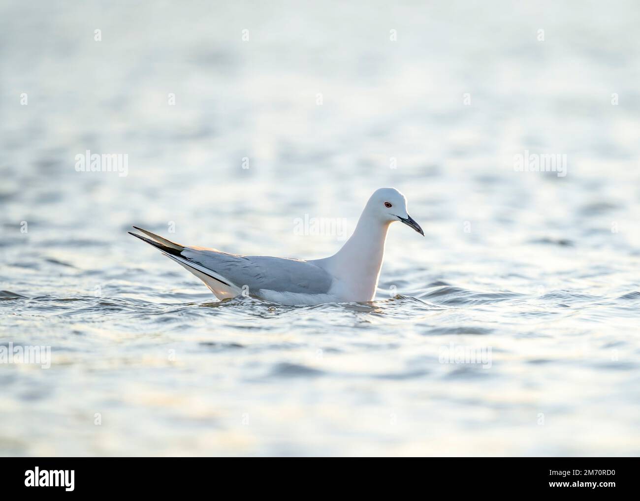 Slender-billed gull (Chroicocephalus genei) is a mid-sized gull of the Laridae family ...