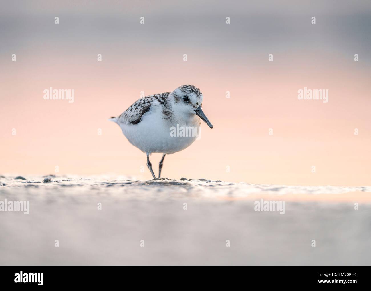 Sanderling (Calidris alba) is a small wading bird of the Scolopacidae ...